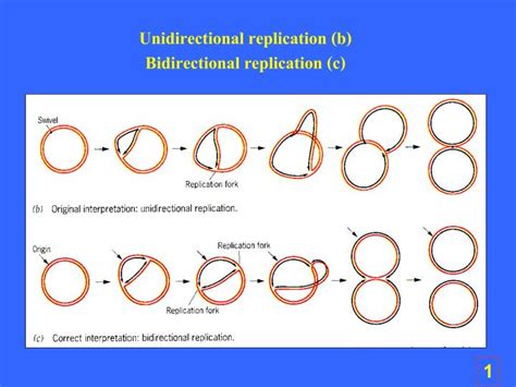 Ppt Molecular Genetics Powerpoint Presentation Id5918553