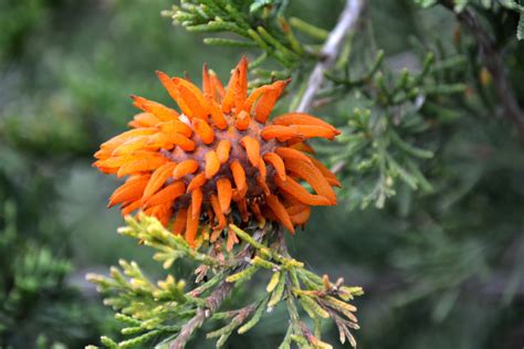 Cedar Apple Rust What It Is And How To Identify It On Your Apple Trees