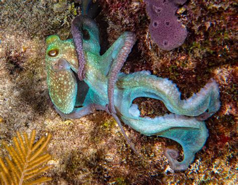 7 Jaw Dropping Caribbean Reef Octopus Facts Octonation The Largest