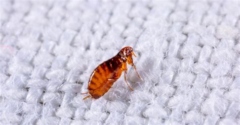 How To Tell If You Have Fleas At Home