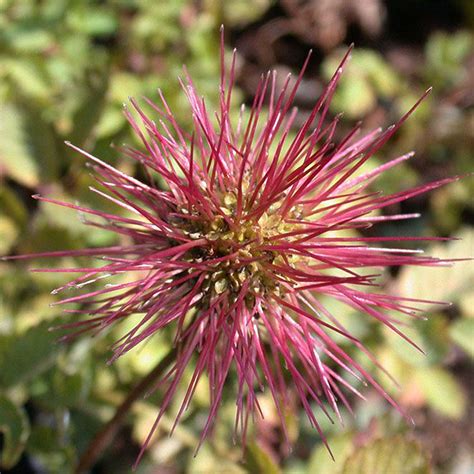 ACAENA MICR. 'KUPFERTEPPICH' - Houtmeyers Plantencentrum en ...