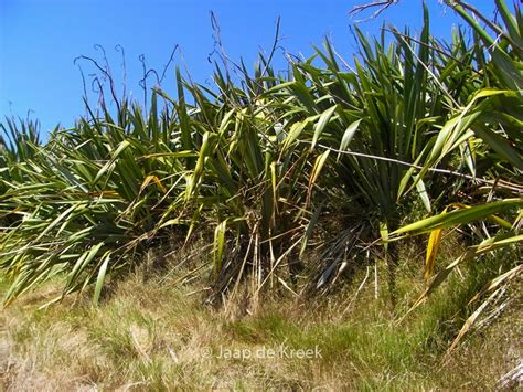 Phormium Tenax Esveld Shop