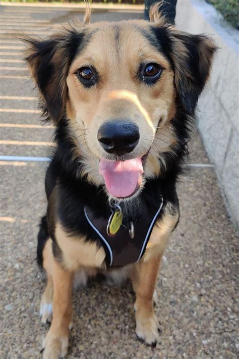 Породы собак с фото и описанием Породы собак Собаки Породы щенков