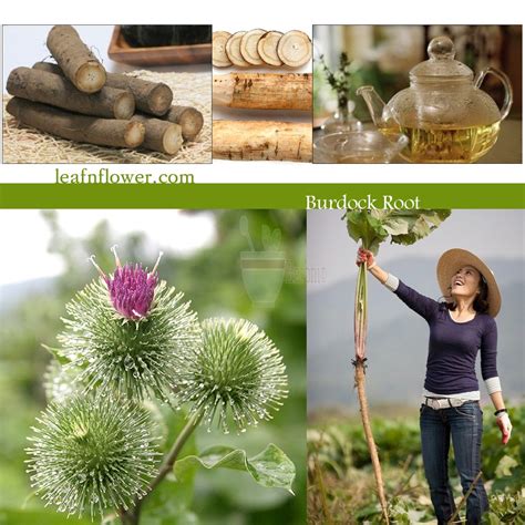 Shop Pyramid Teabags Roasted Burdock Root Tea 100 From Nature