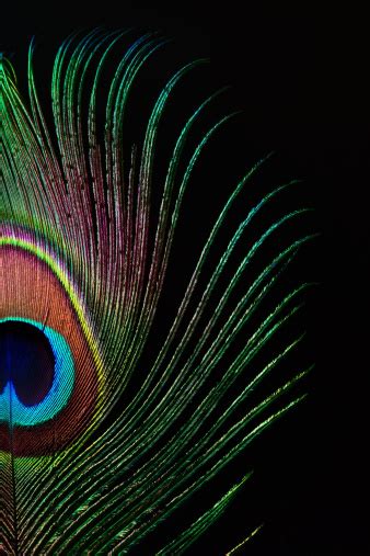 350 Peacock Feather Pictures Download Free Images On Unsplash