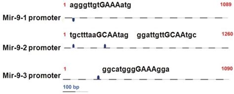 Sequences Matching Putative Binding Sites For Cebp Transcription