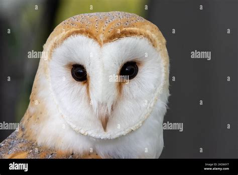 Detail Of The Head Of An Owl On A Plain Grey Background Looking At The