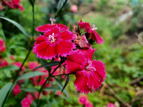 Flor Pequeña Roja Flores Foto Gratis En Pixabay Pixabay