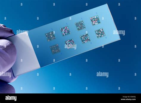 dna microarray dna chip or biochip array of nano dna spots attached to a glass surface to