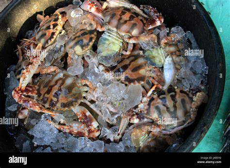 The Dungeness Crab Metacarcinus Magister Formerly Cancer Magister At