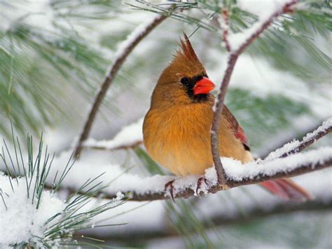 Cardinal Birds In Snow Wallpapers WallpaperSafari