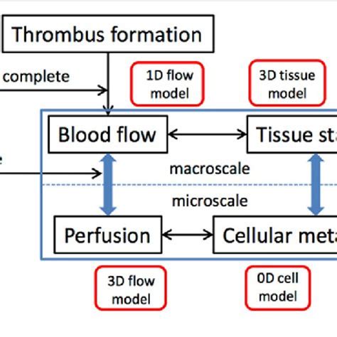 Schematic Overview Of The Multiscale Model That Simulates Ais And Its