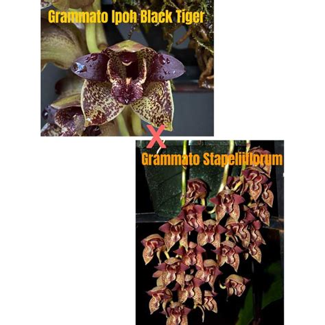 Grammatophyllum Stapeliiflorum X Grammatophyllum Ipoh Black Tiger