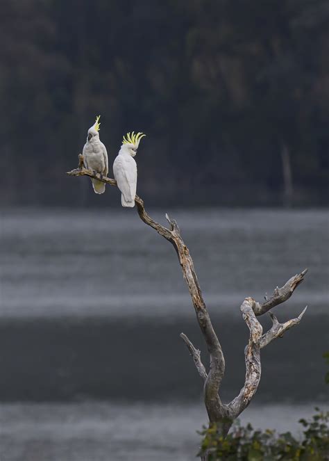 Cockatoo Sulphur Crested Free Photo On Pixabay Pixabay