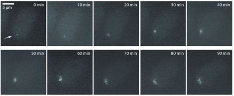 Figure S2 The Emergence Of An Xist Rna Signal Upon Dox Induction