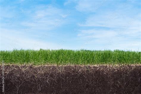 Green Section Of A Grass With The Soil And Roots Under Blue Sky Stock