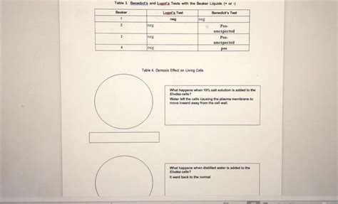 Solved Table 1 Diffusion Of Potassium Permanganate And