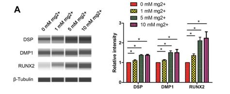 Runx2 Antibody Affinity Biosciences