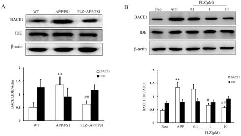App Ps1 Double Transgenic Mice Were Orally Treated With Flz 150 Mg Kg Download Scientific