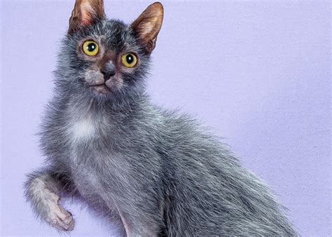 Strange Cat Breeds