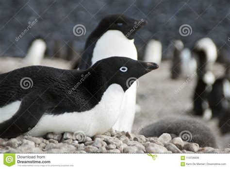 Adelie Penguin On Pebble Nest Stock Image Image Of Inhospitable