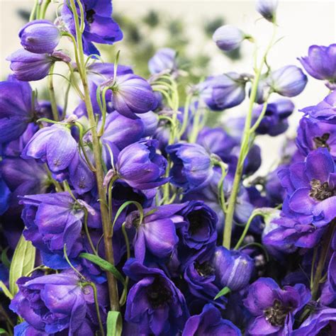 Pink Queen Rocket Larkspur Delphinium Consolida Annual Annie S