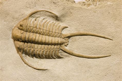 Trilobite Fossil With Thorns And Spines Buy Baltic Amber Online