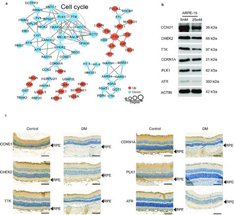 PPI Analysis And Western Blotting Verification A The Circles In The