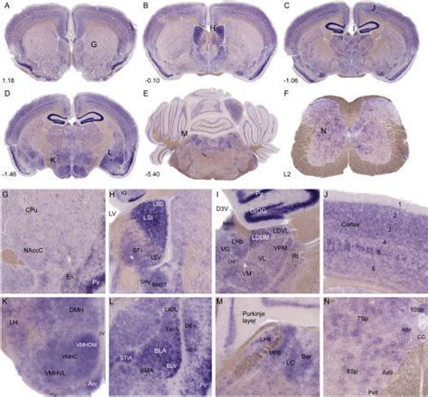 Slc6a17mrna Expression In Mouse Cns In Situ Hybridization On Free Download Scientific Diagram