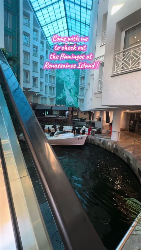Exploring Flamingos At Renaissance Island Tiktok