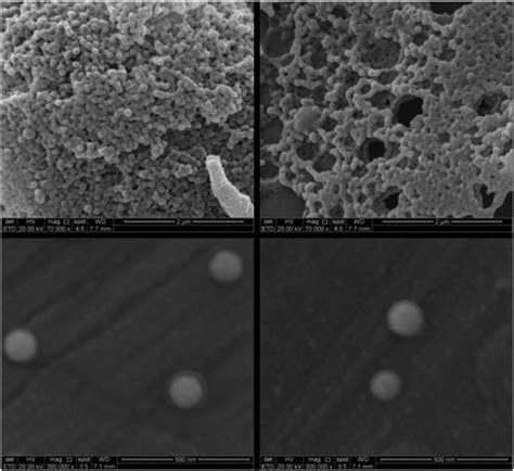 feg sem images from hnps left and hnp vd right synthesized with the