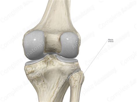 Head Of Fibula Sticking Out