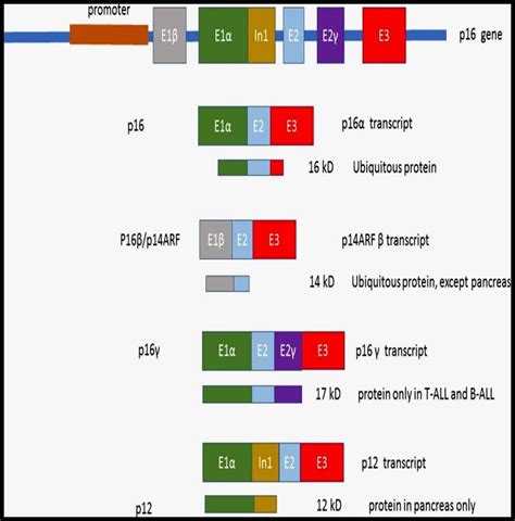 Schematic Representation Of The P16 Gene Li Et Al 2011 Download