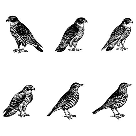 Red Hawks Vector Images Over 6500