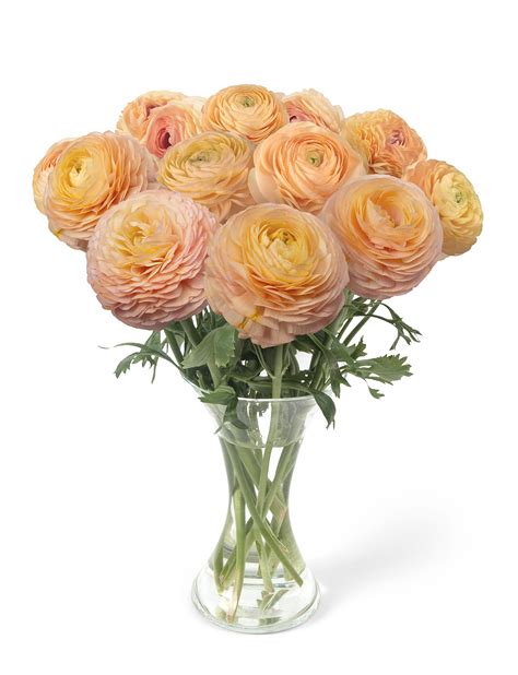 Ranunculus Romance™ Monarch Flowers