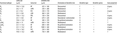 Morphofunctional Characteristics Of Pneumotaxic Neurons Revealed By