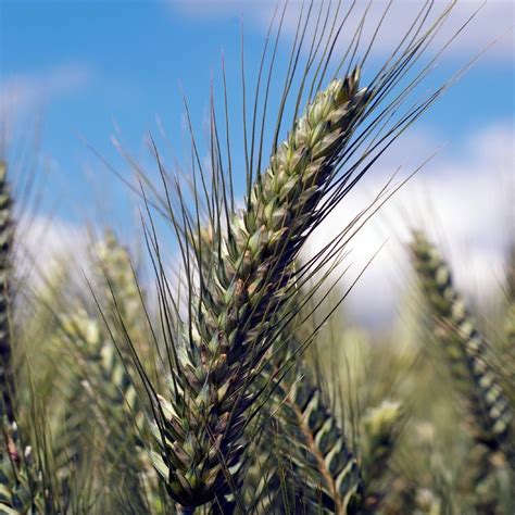 Triticale Forage Information System Oregon State University