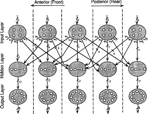 Figure 5 From A Biological Based Neural Network Model Of Leech