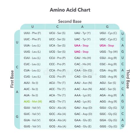 Amino Acid Codon Table Genome Sciences Vector Graphic Stock Vector