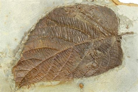 3 15 Fossil Leaf Ficus Montana 262386 For Sale