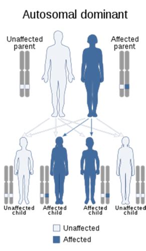 Genetic Disorders Flashcards Quizlet
