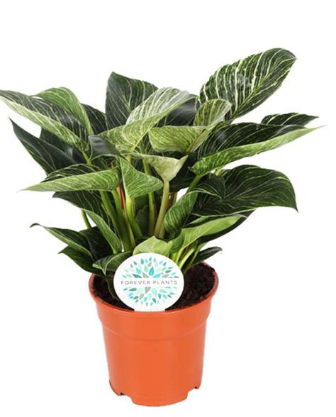 Root Houseplants Shop Indoor Plants Fresh From The Grower Root