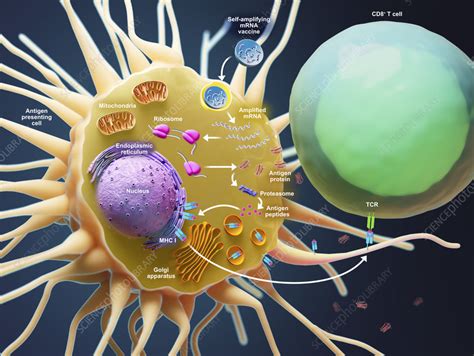 Self Amplifying Mrna Vaccine Illustration Stock Image F0425639