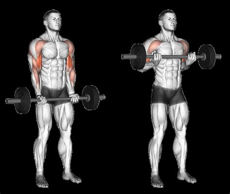 Barbell Biceps Exercises Athlemove