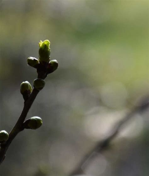 Opti Mum Integrale Geboortezorg