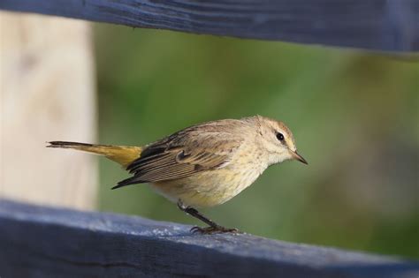 Les Infos De 12h30 Qu Est Ce Que Le Comptage National Des Oiseaux Des