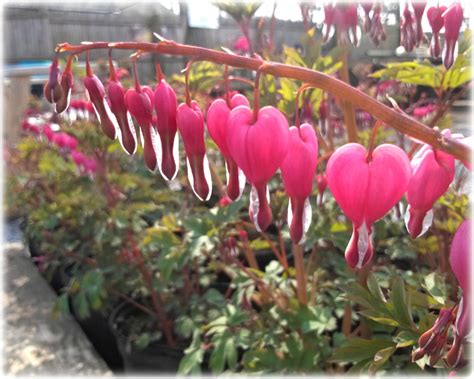 Dicentra Spectabilis Old Fashioned Bleeding Heart Pretty Plants