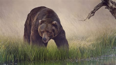 Wallpaper Brown Bear Grass Water Reflection 3840x2160 Uhd 4k Picture