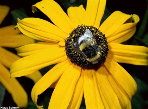 Ultraviolet Image Database Reveals How Bees See The World In Uv