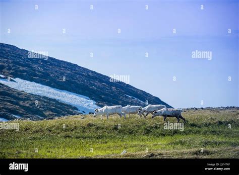 Reindeer Grazing And Running Through The Honningsvag Meadows Stock